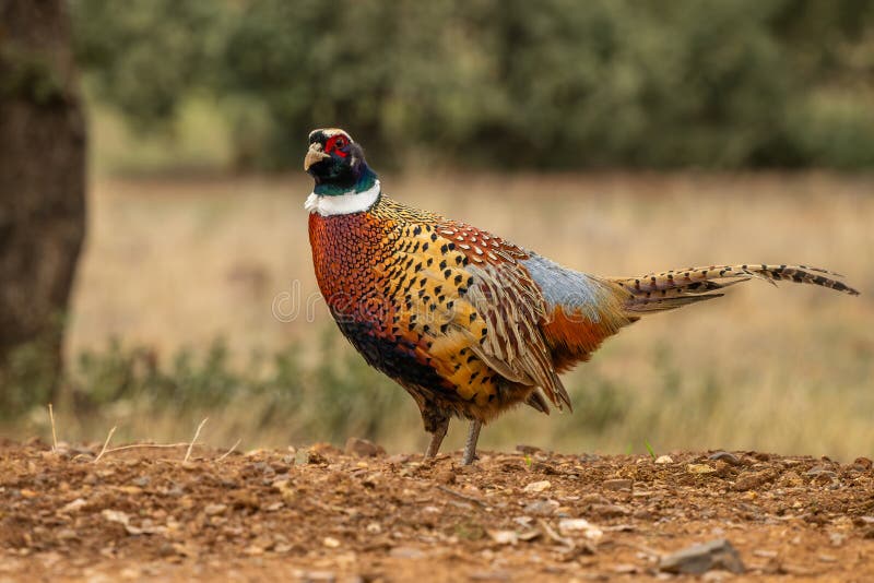 Common Pheasant - Phasianus Colchicus, Beautiful Colored Bird Stock ...