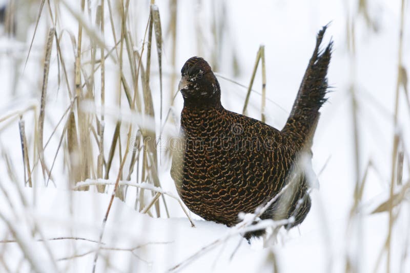 Common Pheasant (Phasianus Colchicus) Female Walking in Deep Snow ...