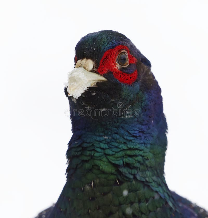 Common Pheasant (Phasianus Colchicus) Male Closeup Stock Photo - Image ...