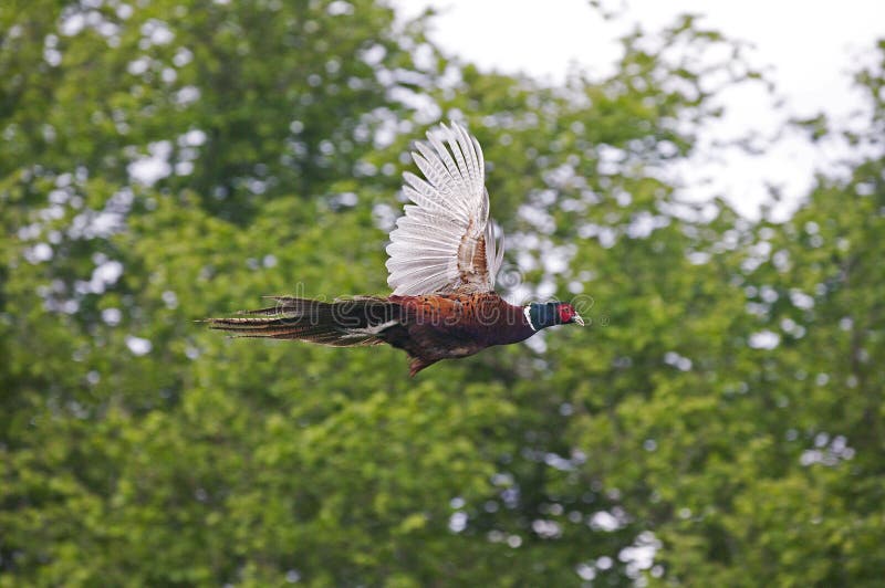 Pheasant In Flight