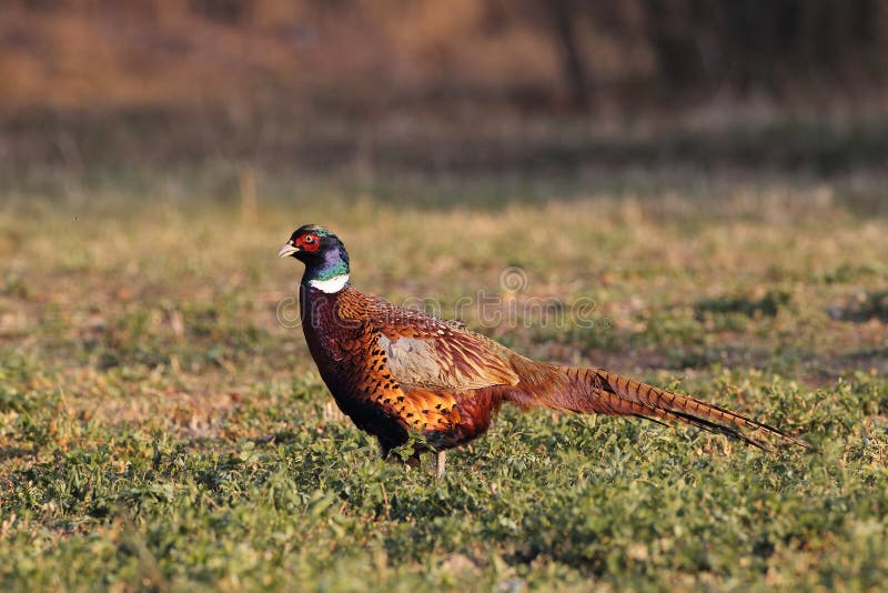 Common Pheasant (Phasianus Colchicus) Male Stock Photo - Image of ...