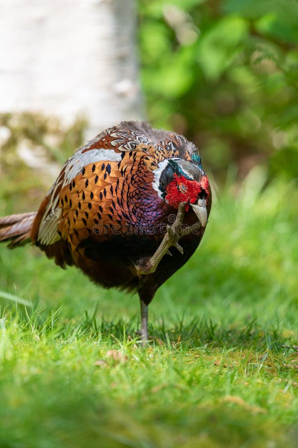 Common Pheasant Phasianus Colchicus Stock Image - Image of outdoor ...