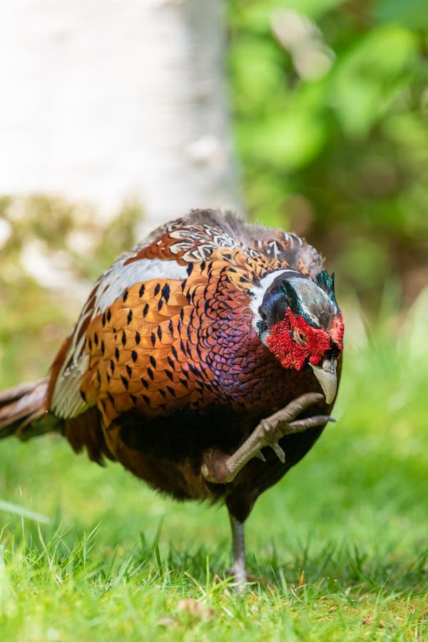 Common Pheasant Phasianus Colchicus Stock Image - Image of bird, avian ...