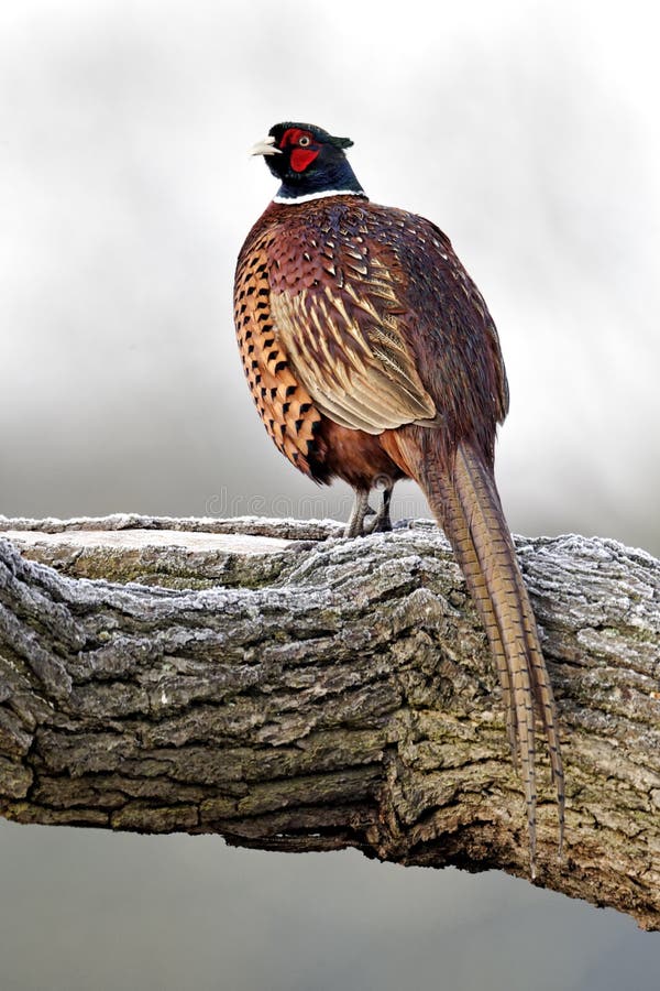 Common Pheasant, Phasianus Colchicus Stock Image - Image of wood ...