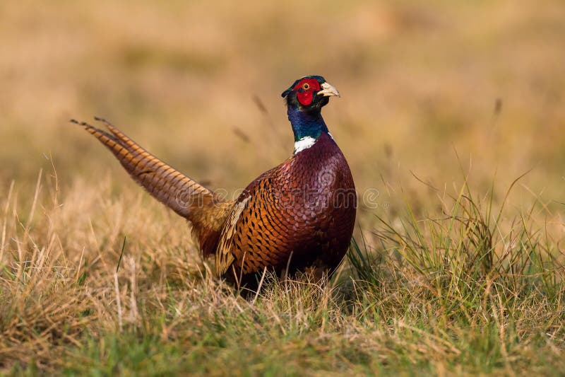 The Common Pheasant, Phasianus Colchicus Stock Photo - Image of fauna ...