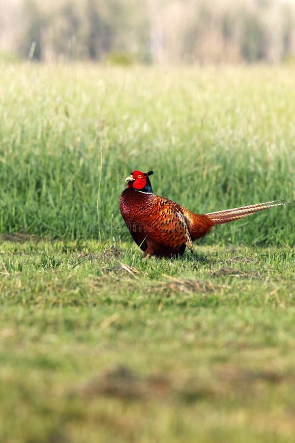 The Common Pheasant Phasianus Colchicus Standing on the Meadow ...