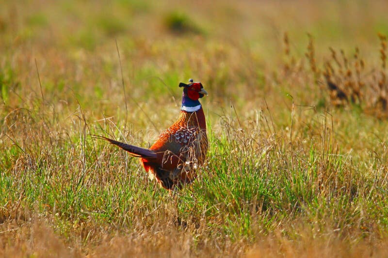 Common Pheasant, Pheasant (Phasianus Colchicus) Stock Photo - Image of ...