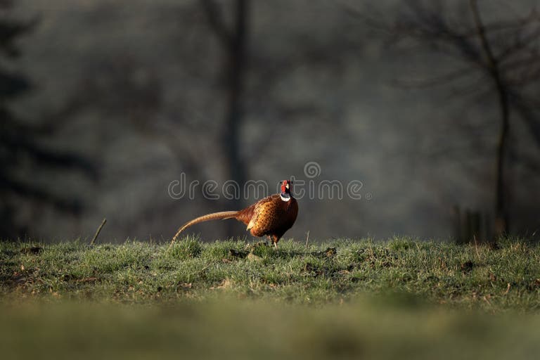 Common Pheasant, Phasianus Colchicus Stock Photo - Image of call, birds ...