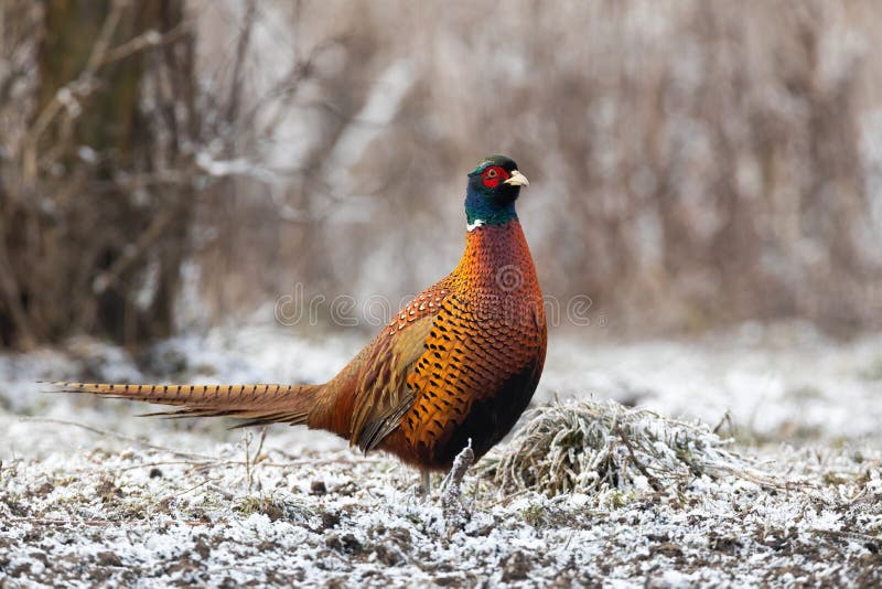 Common Pheasant Flying in the Air Isolated on White Background Stock ...