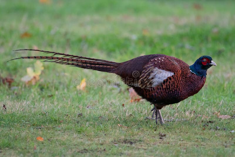 Common Pheasant Walking Around in the Park Stock Photo - Image of ...