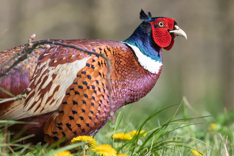 Common Phesant Phasianus Colchicus Stock Photo - Image of fauna, game ...