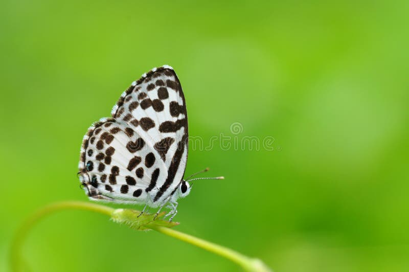 Common Red Pierrot Butterfly Stock Photo - Image of nature, sitting ...