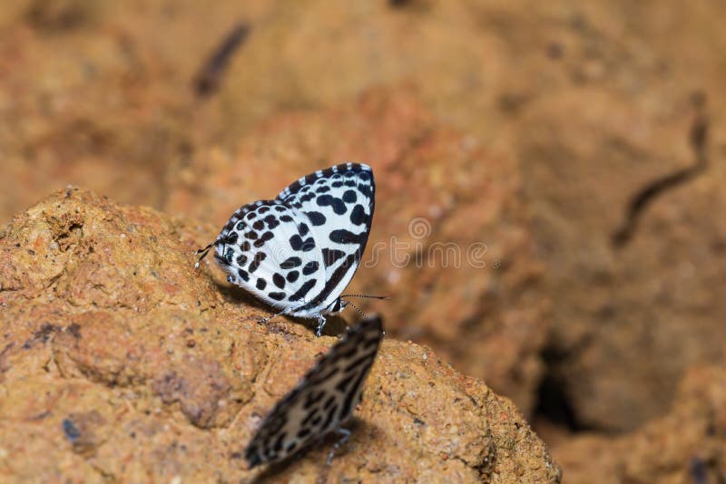 Common Pierrot butterfly stock image. Image of critter - 43289727