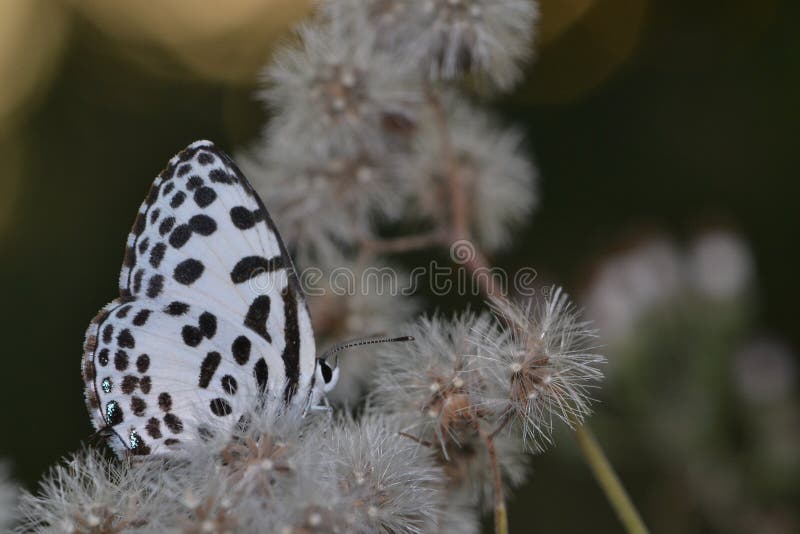 Common Pierrot stock image. Image of common, colorful - 205826403