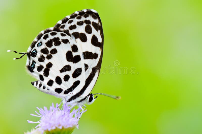Common Pierrot, Castalius Rosimon, White Butterfly Stock Photo - Image ...