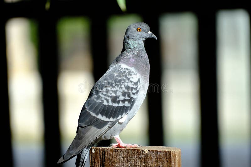 Pigeon stock image. Image of focus, feather, grey, common - 256563601