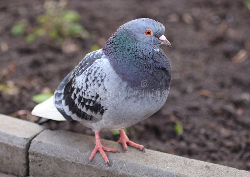 Common pigeon. stock photo. Image of outdoor, dove, wing - 308627410