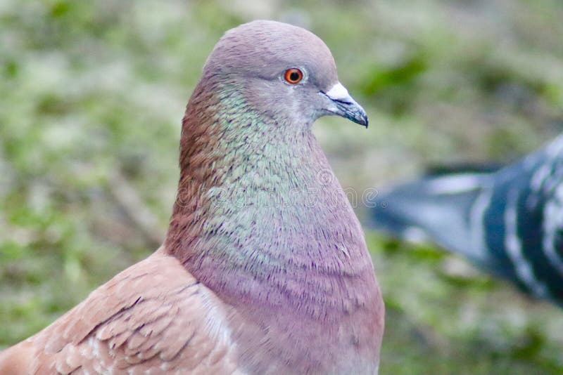 A Common Pigeon in Profile. Stock Image - Image of britishwildlife ...