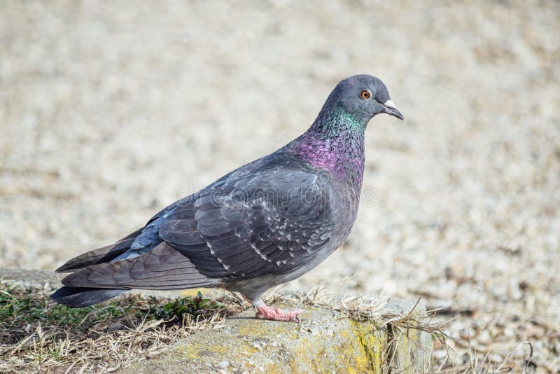 Common Pigeon Resting stock photo. Image of bird, wings - 175361426