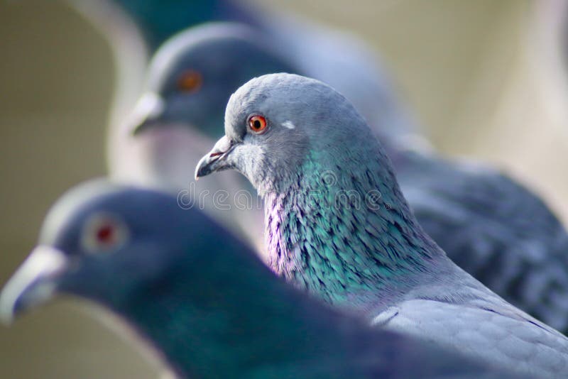 Common Pigeons with One in Focus Stock Photo - Image of finch ...