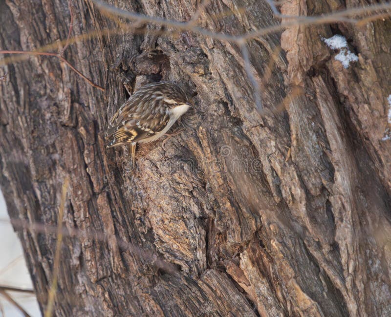 Common Pika Perched on the Side of a Tree Branch Stock Image - Image of ...