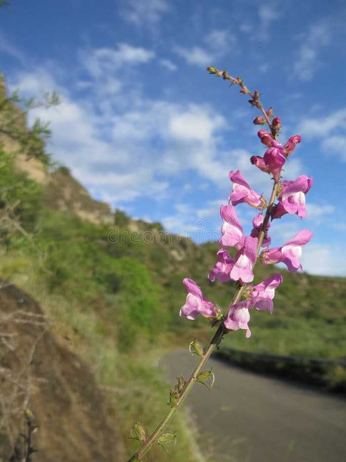 Common pink snapdragon stock image. Image of scrophulariaceae - 72283169