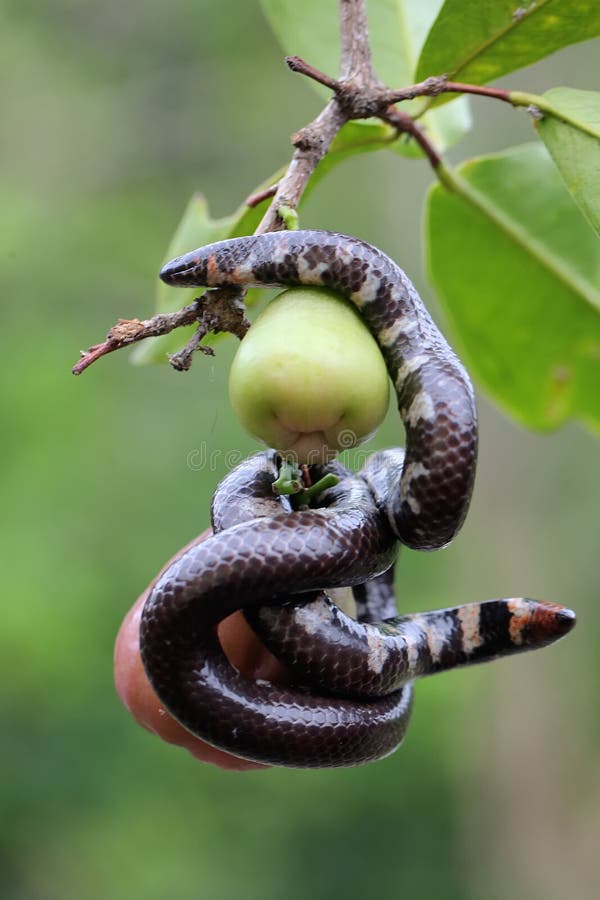 A Common Pipe Snake is Looking for Prey on a Branch of a Water Apple ...