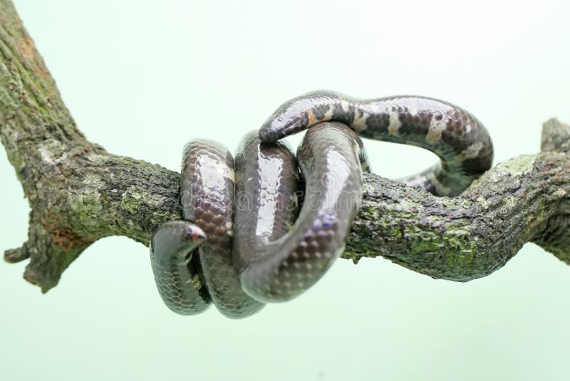 A Common Pipe Snake is Looking for Prey on a Dry Tree Branch. Stock ...