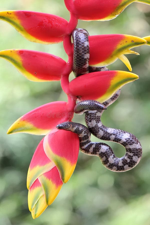 A Common Pipe Snake is Looking for Prey in a Wild Banana Flower. Stock ...