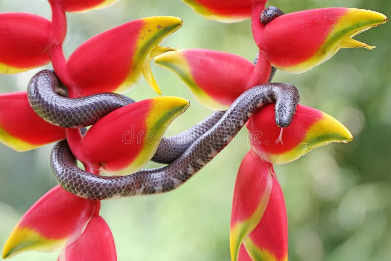 Banana Color Scale Stock Photos - Free & Royalty-Free Stock Photos from ...