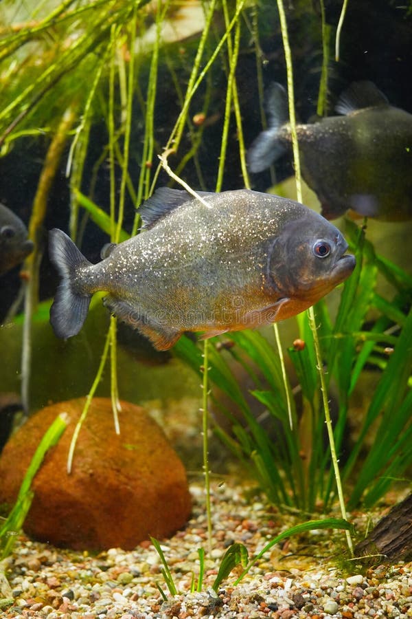 Common Piranha in Aquarium Close-up Stock Image - Image of exotic ...