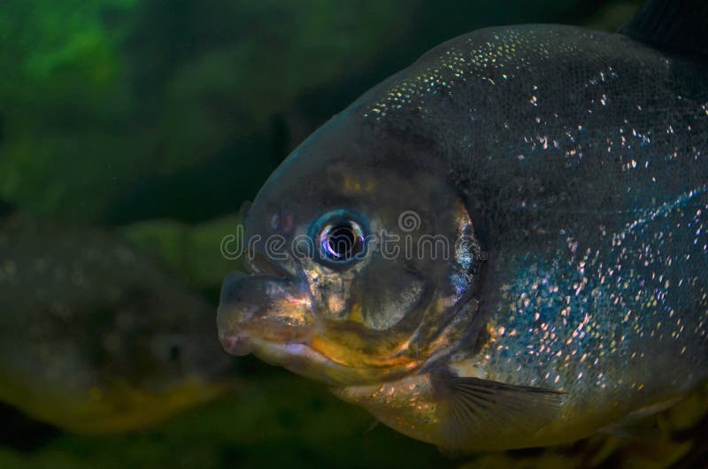 Common piranha stock photo. Image of person, family - 262962312 Common piranha stock photo. Image of person, family - 262962312