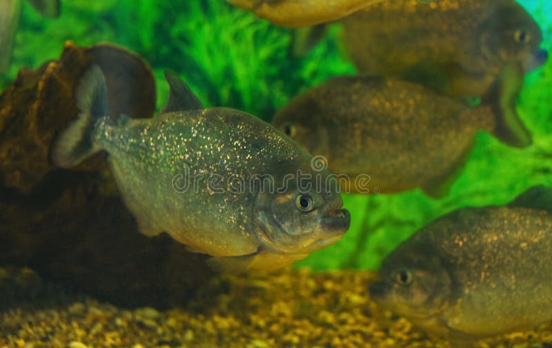 Common Piranha Fish in a Large Aquarium Stock Image - Image of danger ...