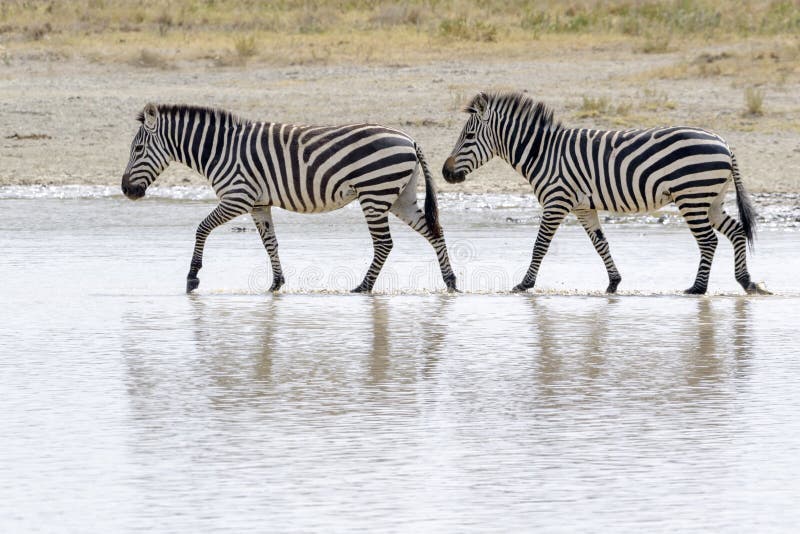 Common or Plains Zebra Drinking from Pool Stock Photo - Image of nature ...
