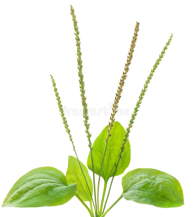 17,528 Plantain Stock Photos - Free & Royalty-Free Stock Photos from ...