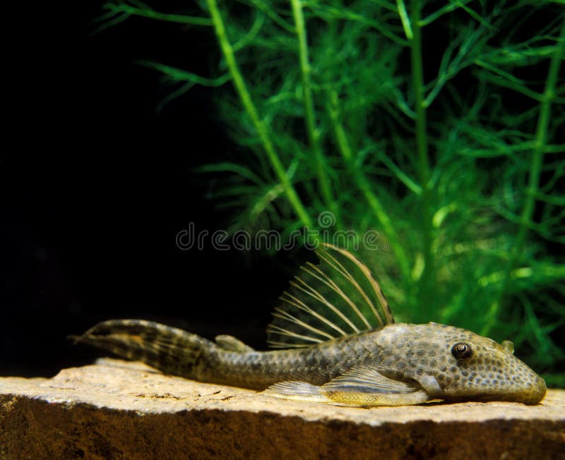 Common Pleco, Hypostomus Punctatus, Aquarium Fish Stock Image - Image ...