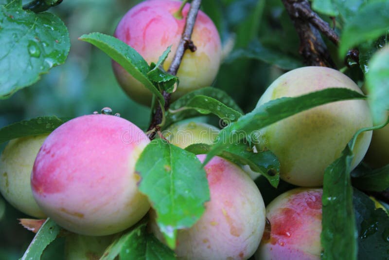 Common Plum Prunus Domestica Fruit with Leaves on Plum Tree in the ...