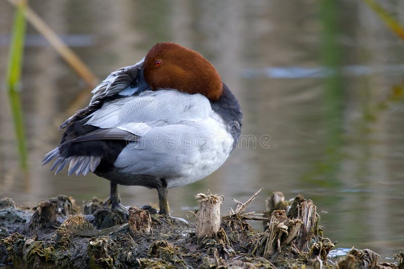 Common Pochard Duck stock image. Image of feeding, nest - 7248949