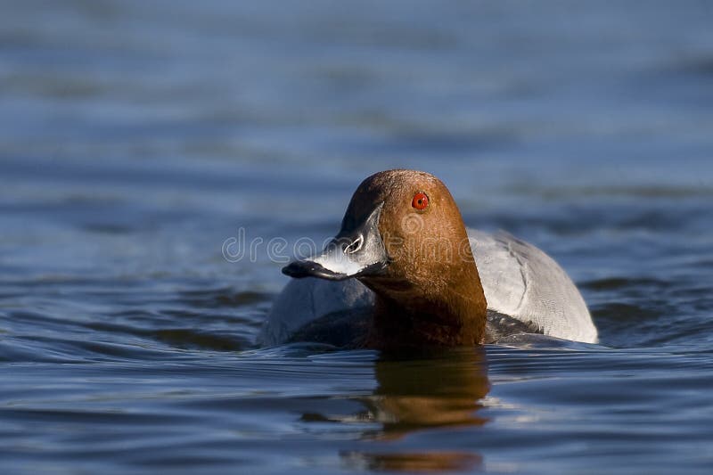 Common pochard duck stock photo. Image of animal, shorebird - 7249018