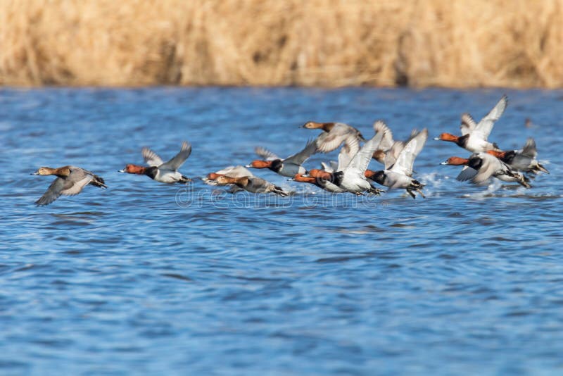 Common Pochard Ducks Flying Over Water Aythya Ferina Stock Photo ...