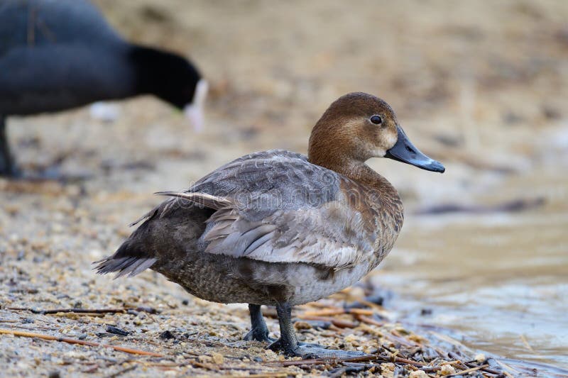 Common Pochard Female Aythya Ferina. Pochard in the Wild Stock Image ...