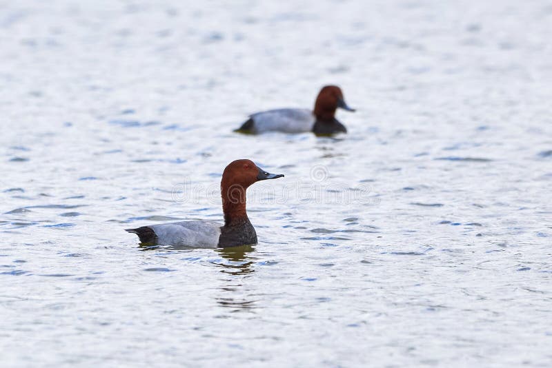Common Pochard Male in the Water Stock Image - Image of birds, nature ...