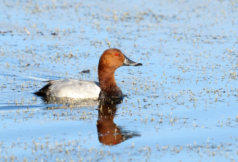 Common Pochard; Tafeleend; Aythya Ferina Stock Photo - Image of common ...