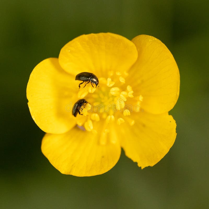 Common Pollen Beetles Brassicogethes Aeneus in Yellow Flower Stock ...