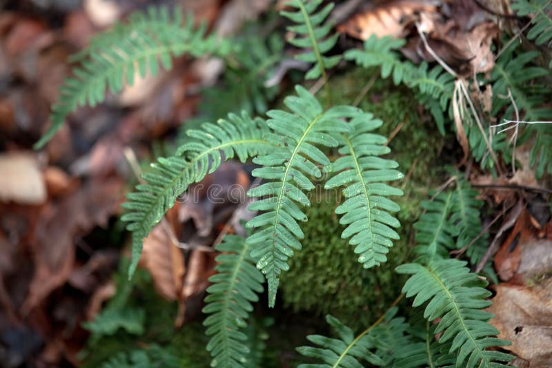 Polypodium Vulgare for Common Polypody Fern Frond with Sori Stock Photo ...