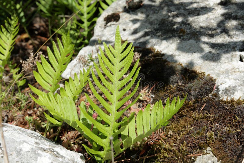 Common polypody stock image. Image of vegetal, nature - 86595311