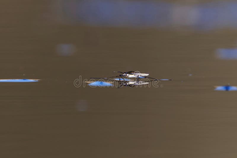 Common Pond Skater or Common Water Strider (Gerris Lacustris) Stock ...
