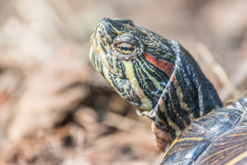Common Pond Turtle Portrait Stock Photo - Image of amazon, animal: 39586224