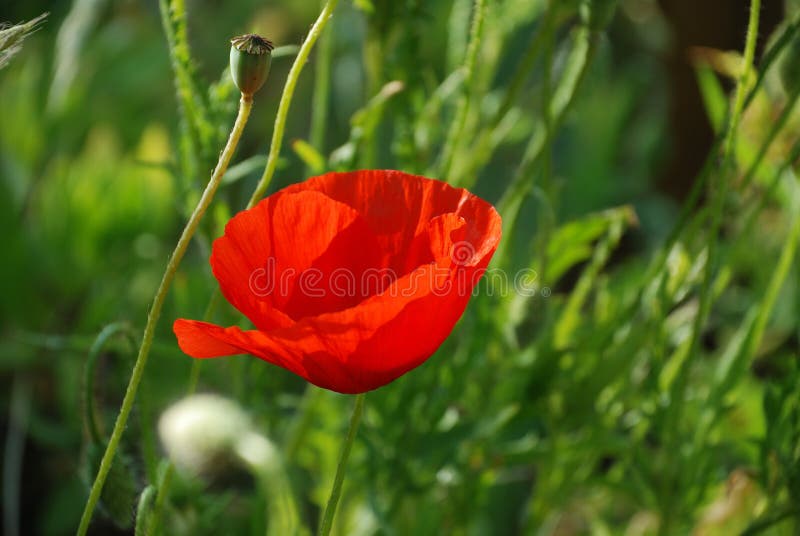 A Common poppies stock photo. Image of poppies, garden - 88821416