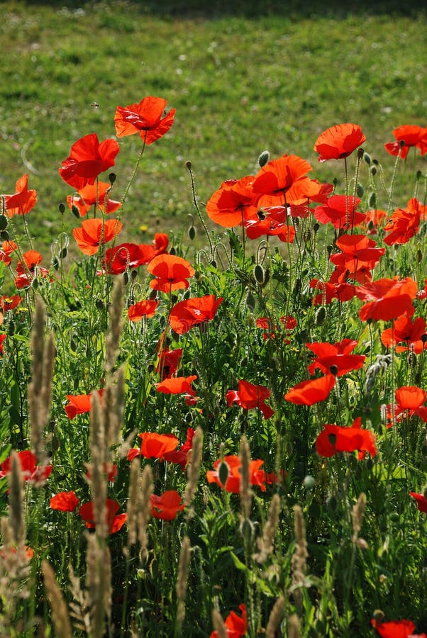 Common poppies stock image. Image of plant, annual, field - 21320765
